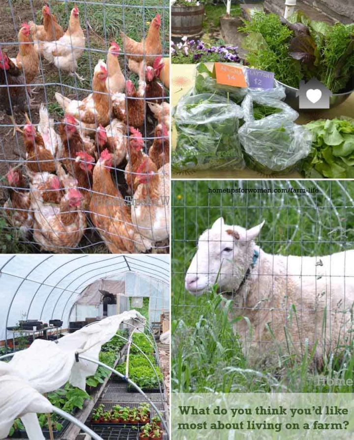 Farm Life Offers a Different Perspective on Life - Home Tips for Women