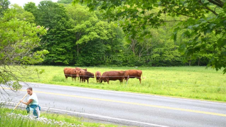 Farm Life Offers a Different Perspective on Life - Home Tips for Women