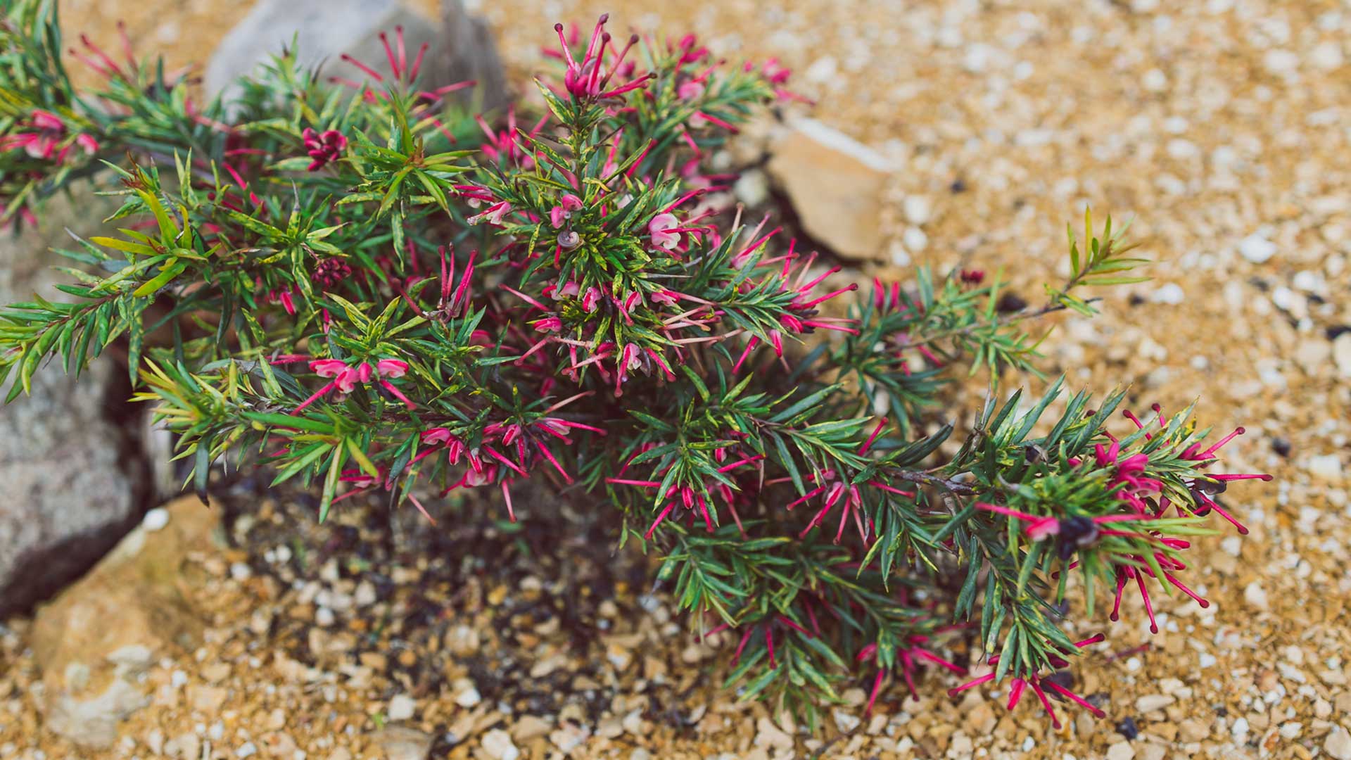 Green Landscaping with Native Plants - Home Tips for Women